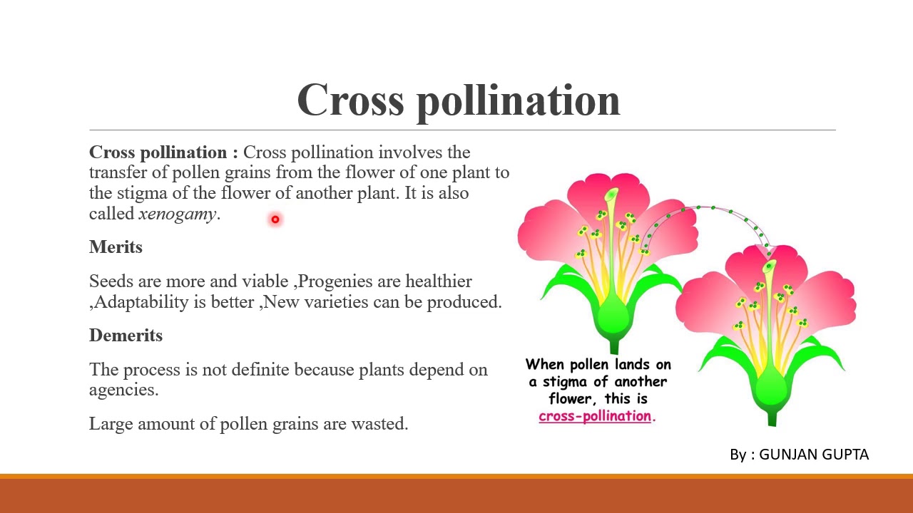 CLASS 12TH SUBJECT–BIOLOGY pollination BY GUNJAN - YouTube