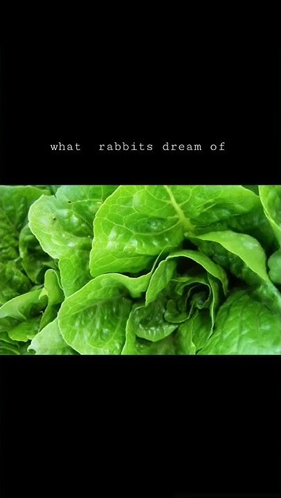 What Bob the bunny dreams of - YouTube