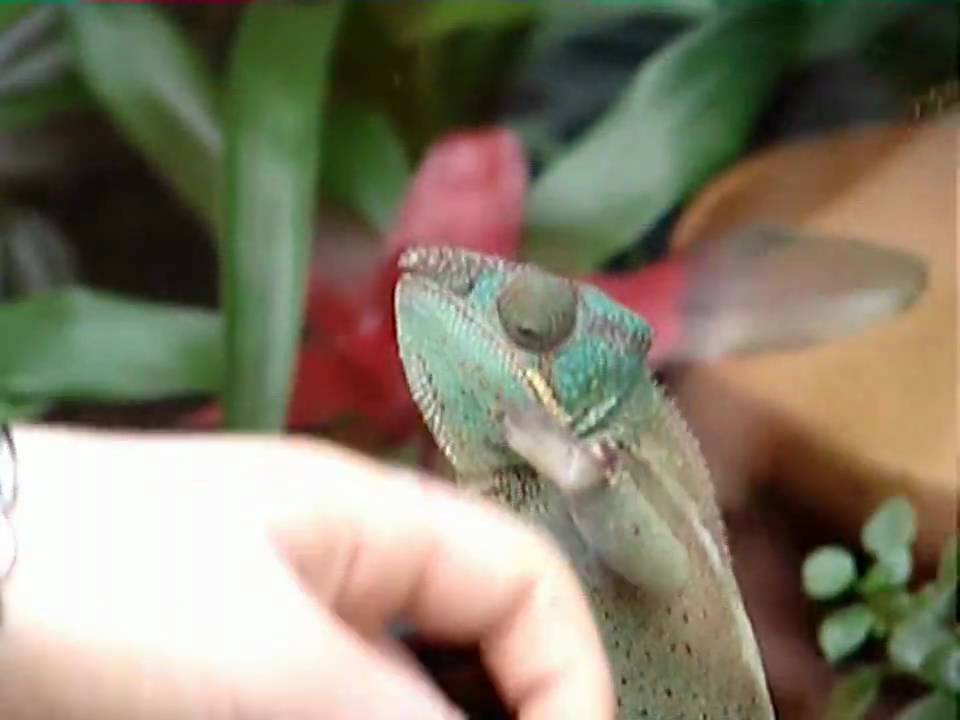 Dancing Chameleon : I like to Move It ! - YouTube