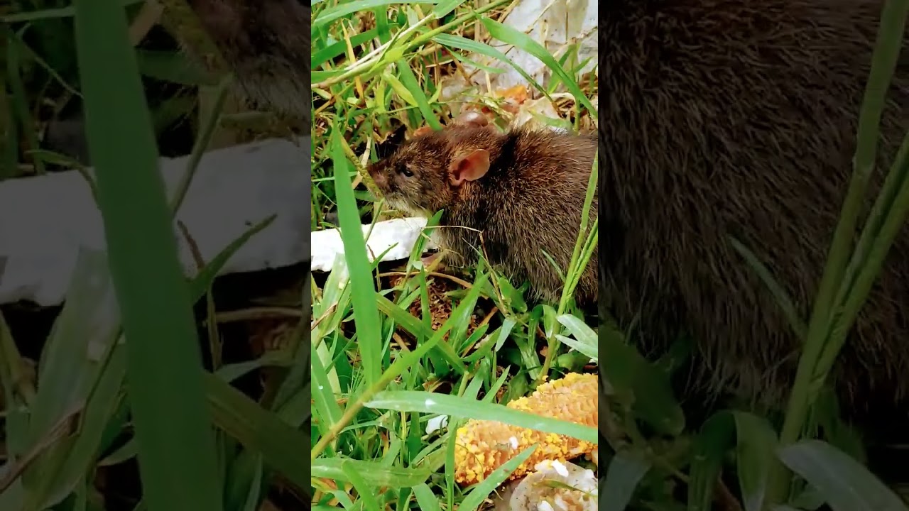 subah subah itna bada chuha dekha woow - YouTube