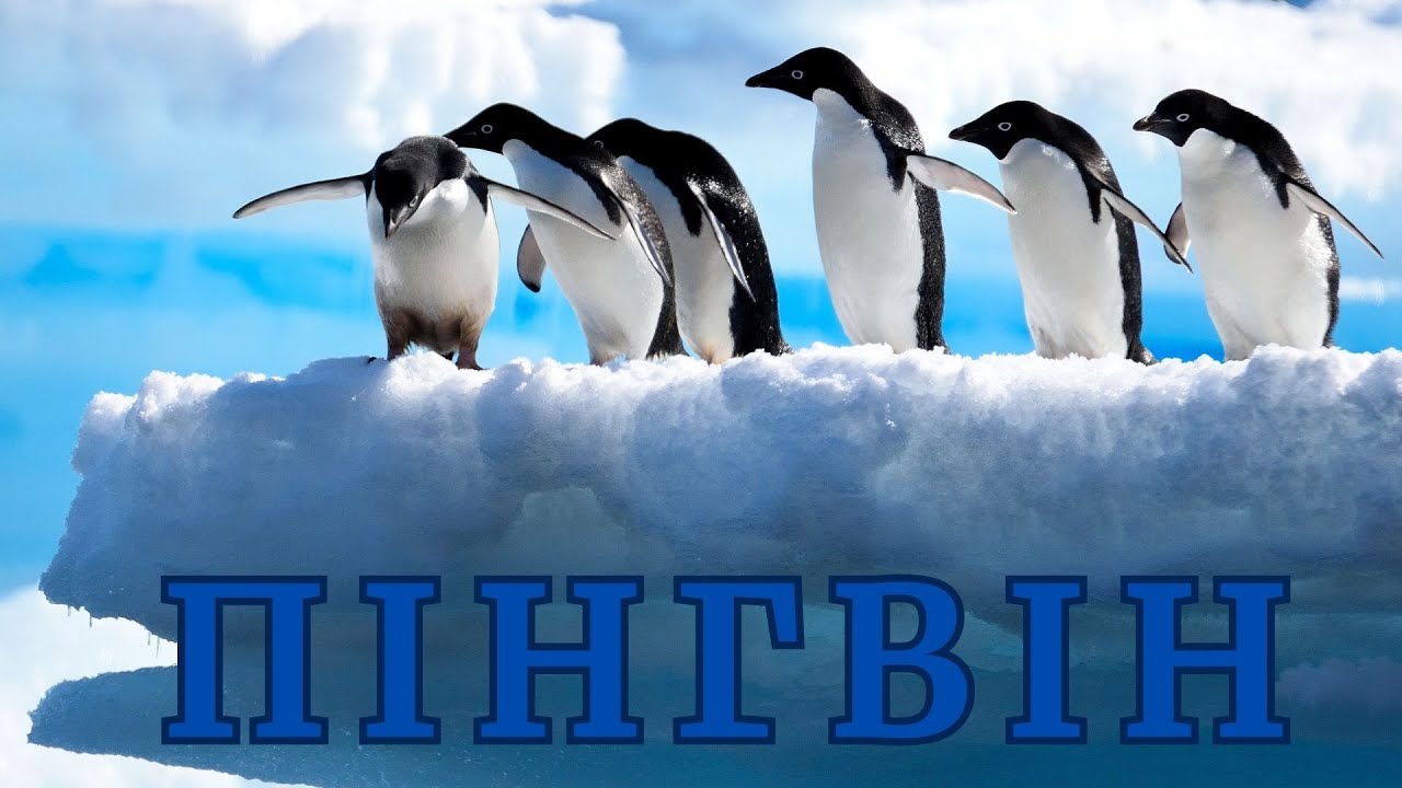 "Пінгвін", відео про життя пінгвінів - YouTube