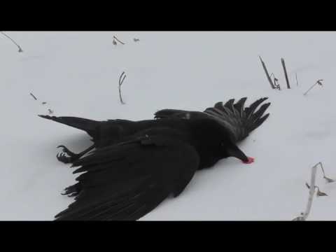 Minnesota crow hunting with .223 Remington - YouTube