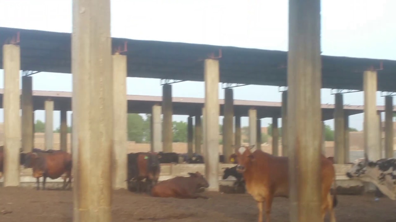 Cow mating male first time 2 - YouTube