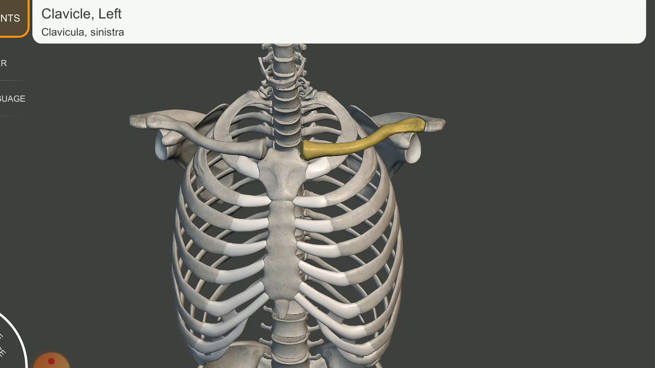 |3D Anatomy of Clavicular bone| - YouTube