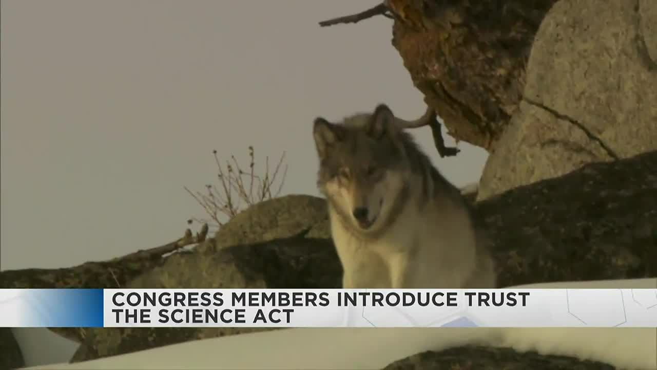 Rep. Boebert introduces legislation to delist the Gray Wolf - YouTube
