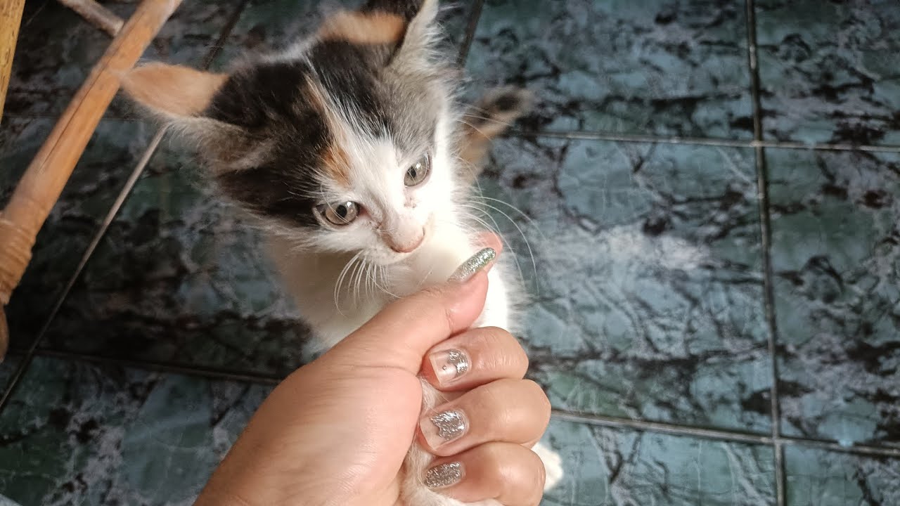 EP 955 Update cafe แมว 1 เดือนผ่านไป - YouTube