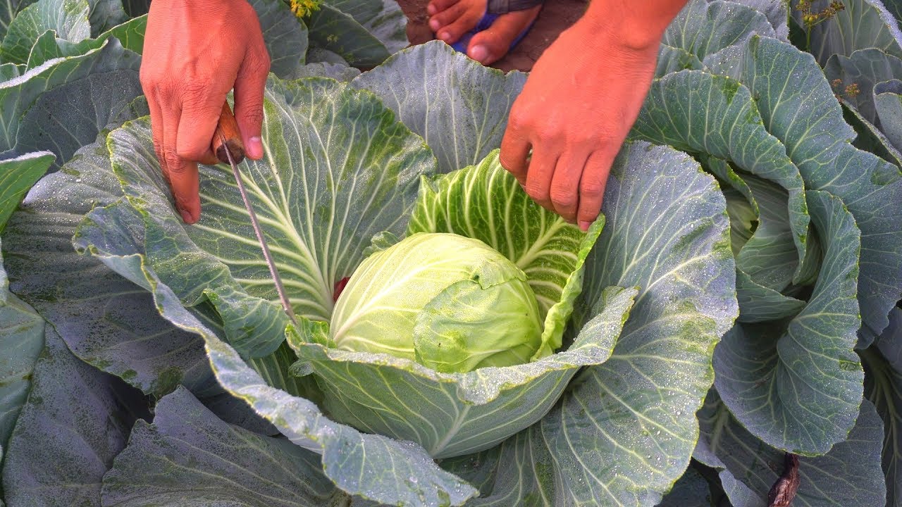 Delicious Indian Food | Indian Cooking at a Farm in India | Deshi Food ...