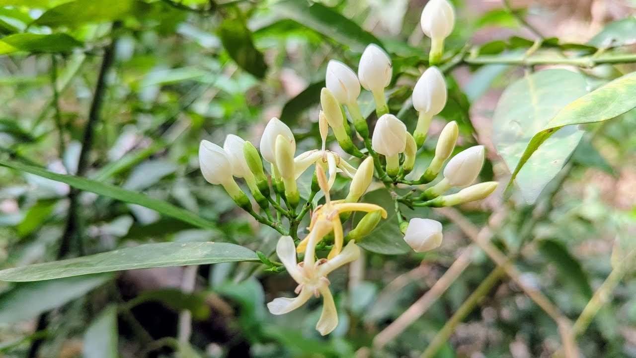 What a fragrant flower pia mmp88 - YouTube