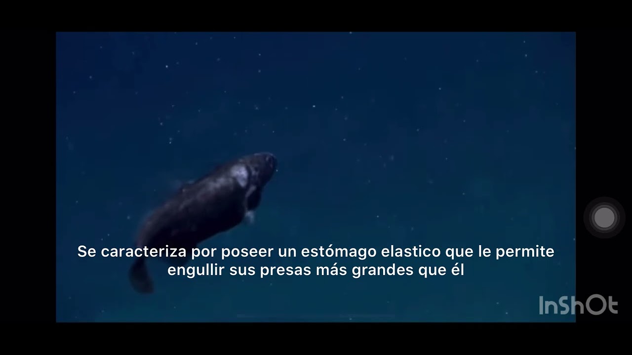 Top 10 adaptaciones morfológicas en especies marinas. - YouTube