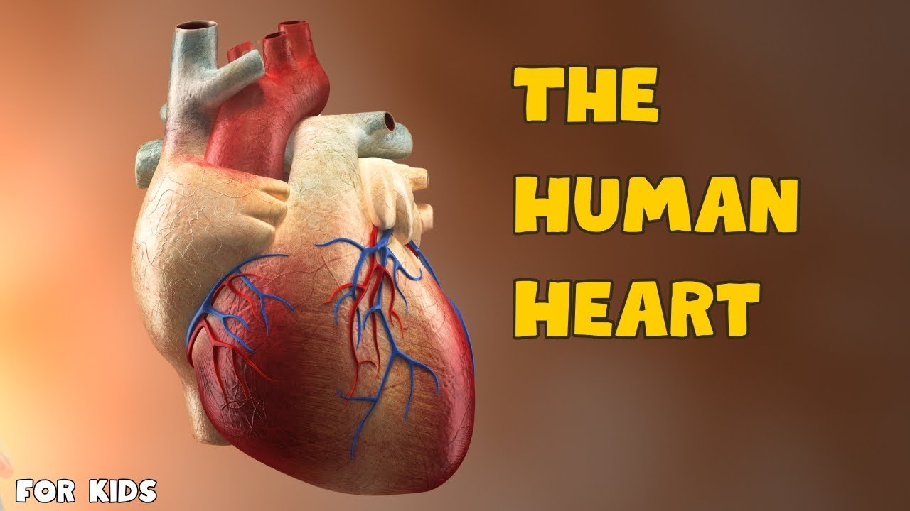 The Human Heart for kids | Learn all about amazing Human Heart - YouTube