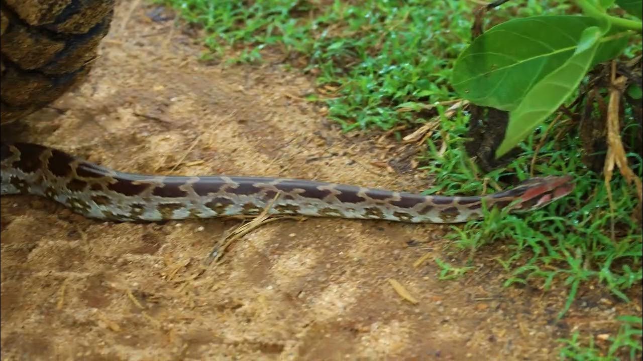 【Wildlife in Yala】Python walk 4K - YouTube