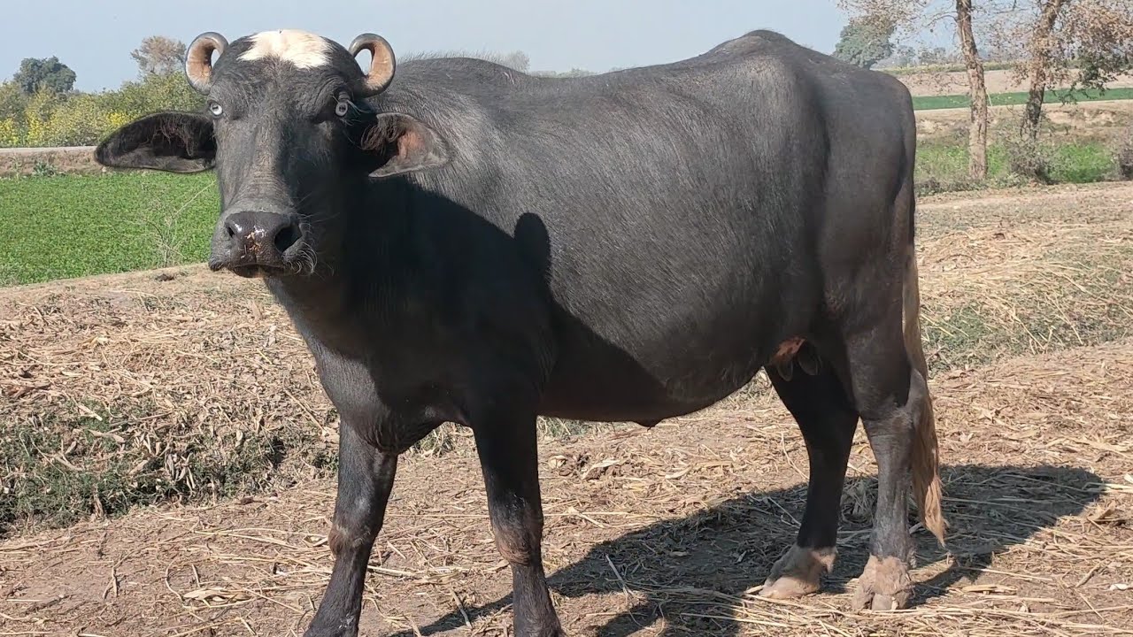 Pure Neeli Ravi Buffalo Punjab TV -28-1-2023 - YouTube