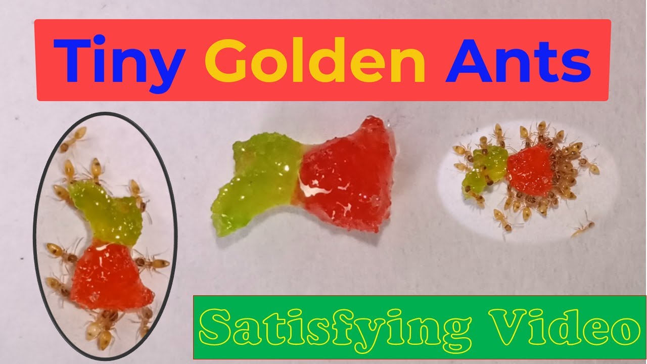 Tiny Golden Ants vs Red and Green Jelly || Satisfying Video - YouTube