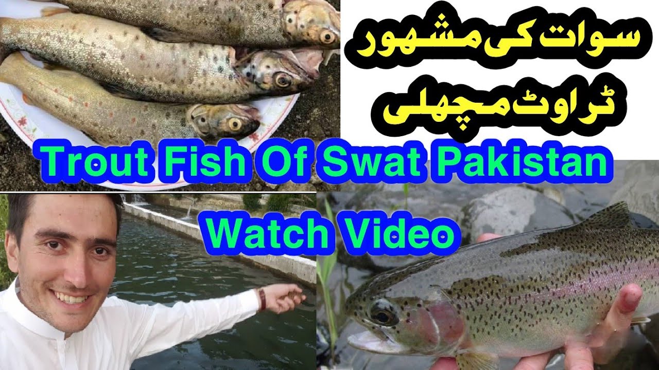 Vlog on Trout Fish of Swat Pakistan | Syed Wasiq Billah - YouTube
