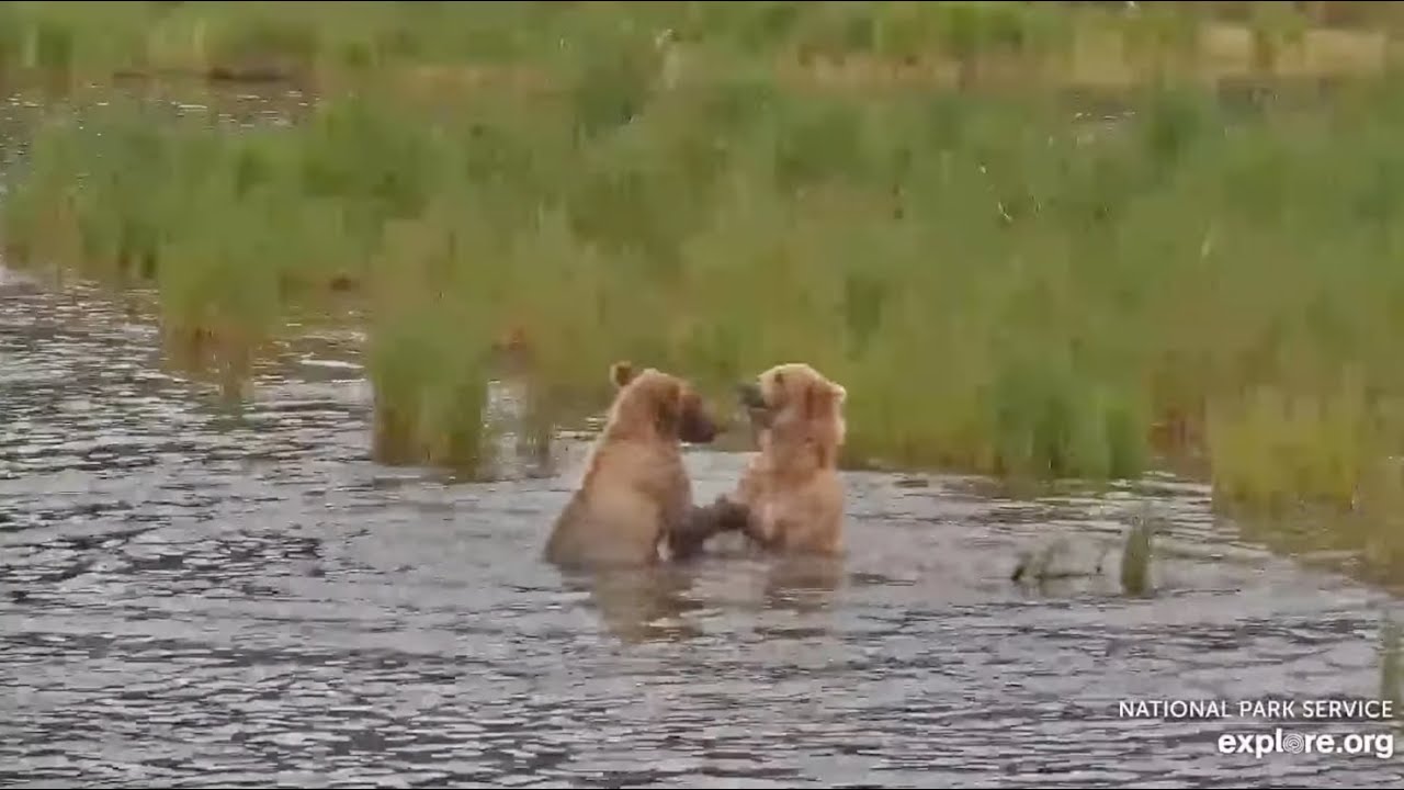 909 Junior Plays with 429 - July 9, 2024 (explore.org) - YouTube