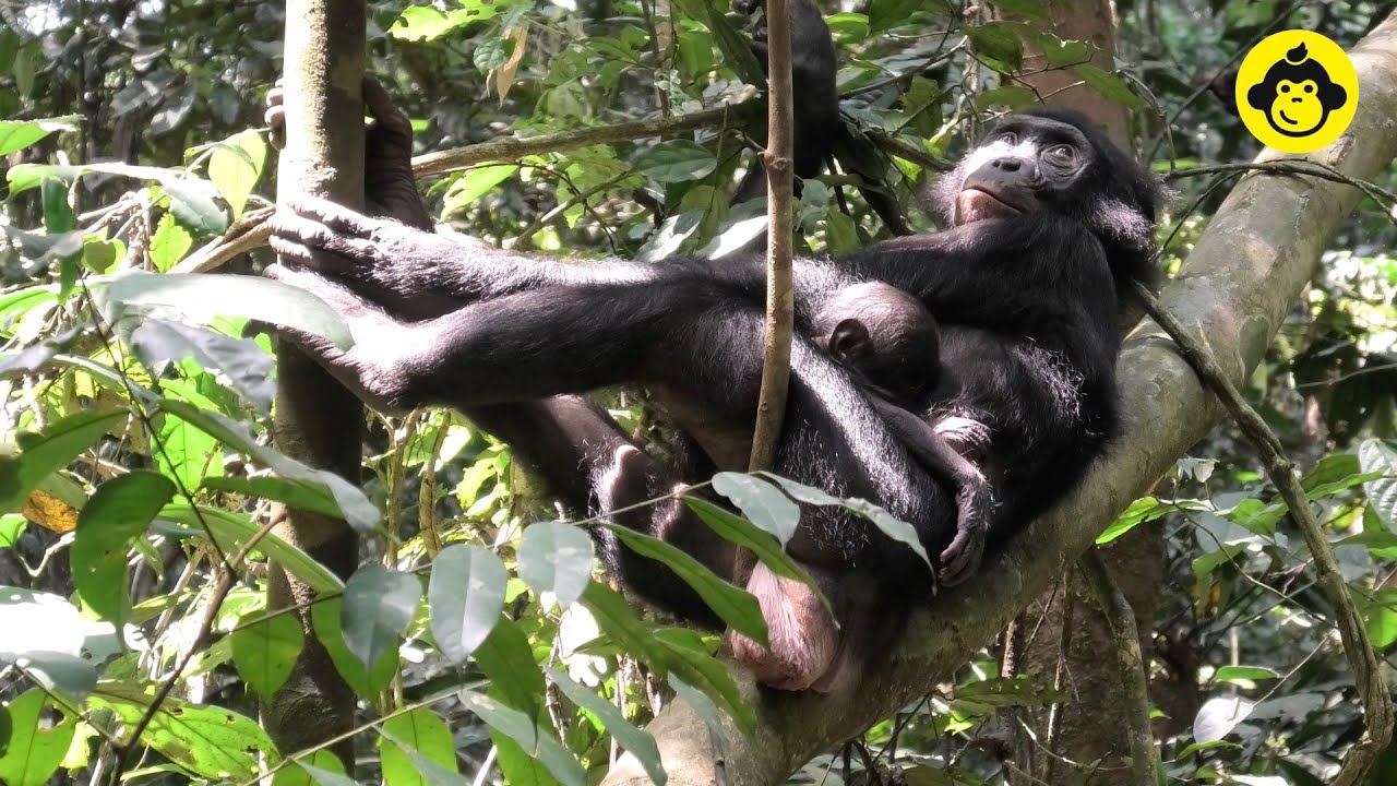 Mother and infant bonobos are sleeping on the tree!【Observations of ...