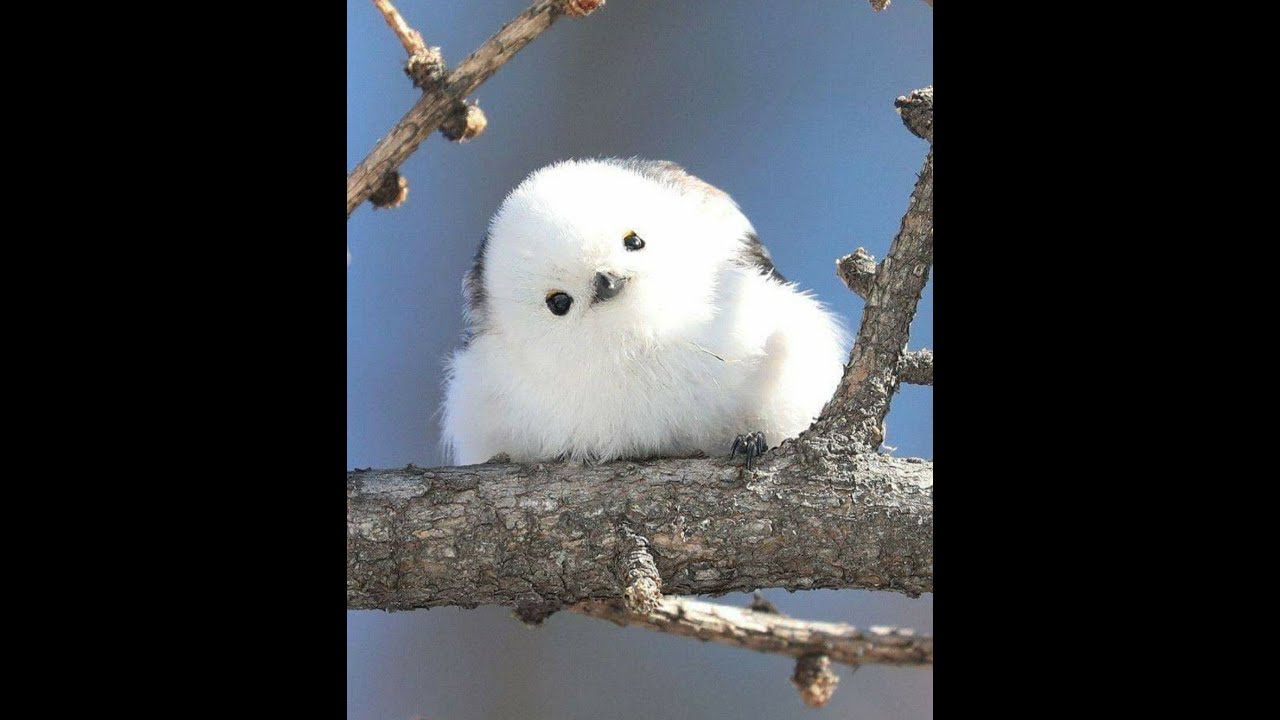 Fluffy white bird (SHIMA ENAGA) #shimaenaga##janpanesebird##cutebird## ...