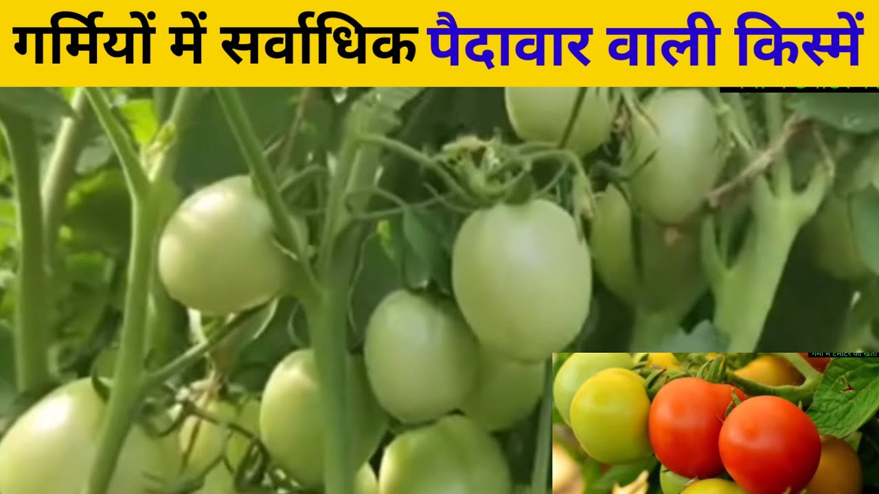 Top 5 Hybrid Tomato Variety For Summer Season In India | 6242 | Ansal ...