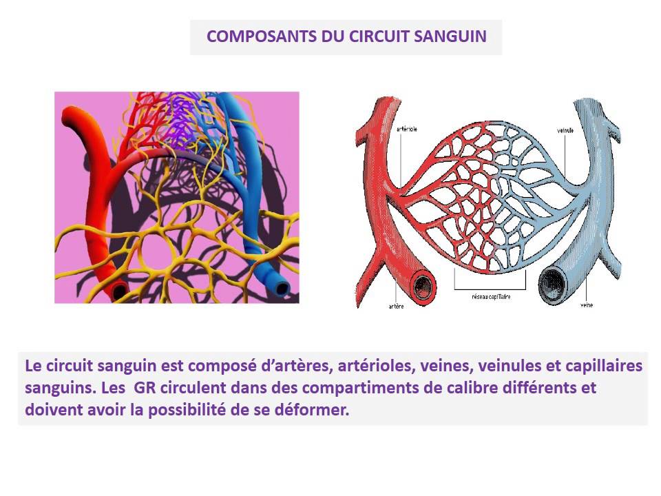 CYTOLOGIE ROLES DU CYTOSQUELETTE - YouTube