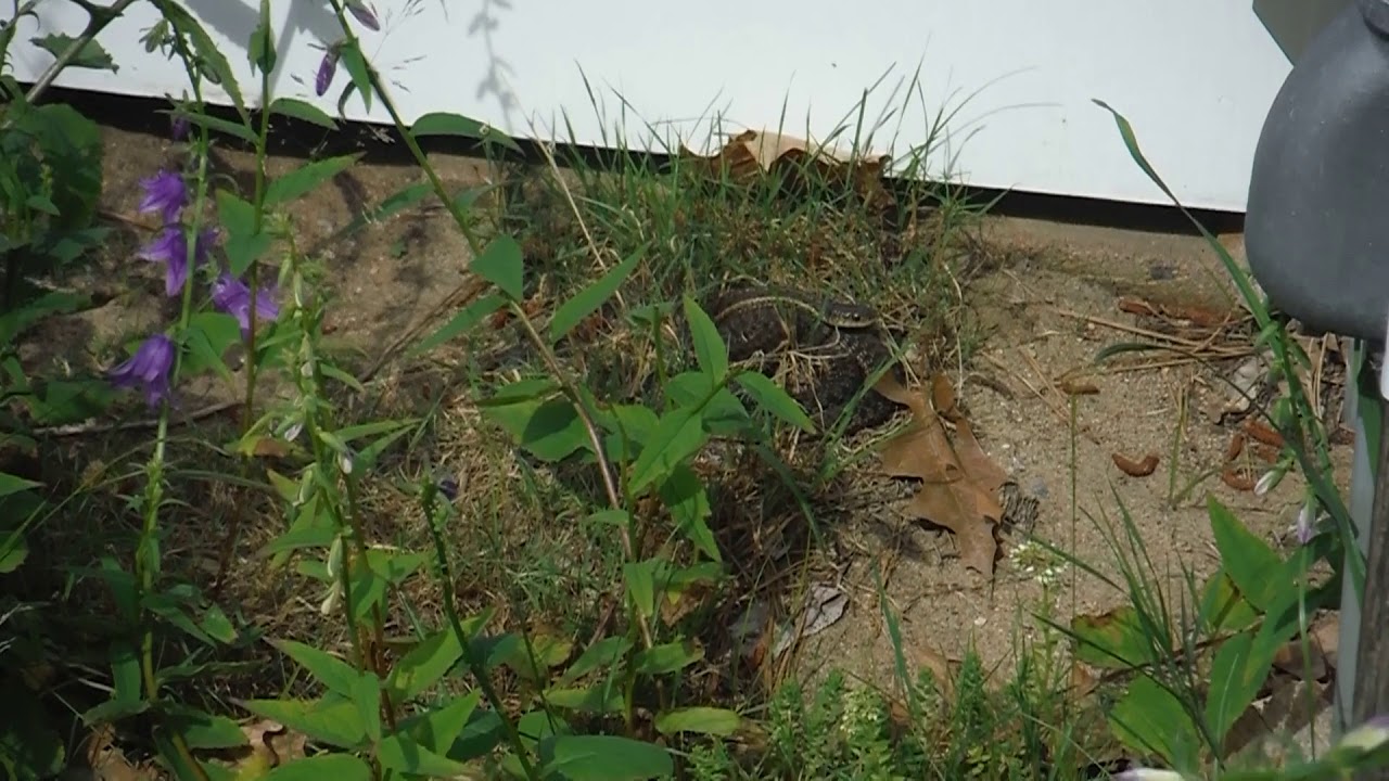 Garter snake crawls under my deck - YouTube
