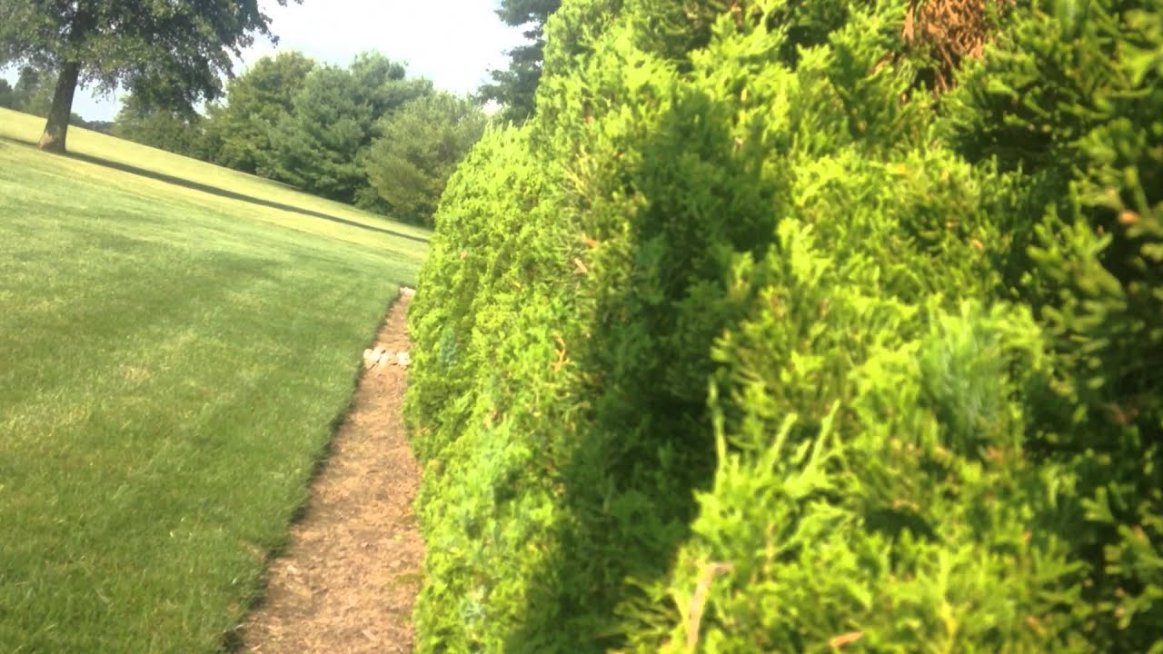 Hedge trimming with the Echo HC 185 part one - YouTube