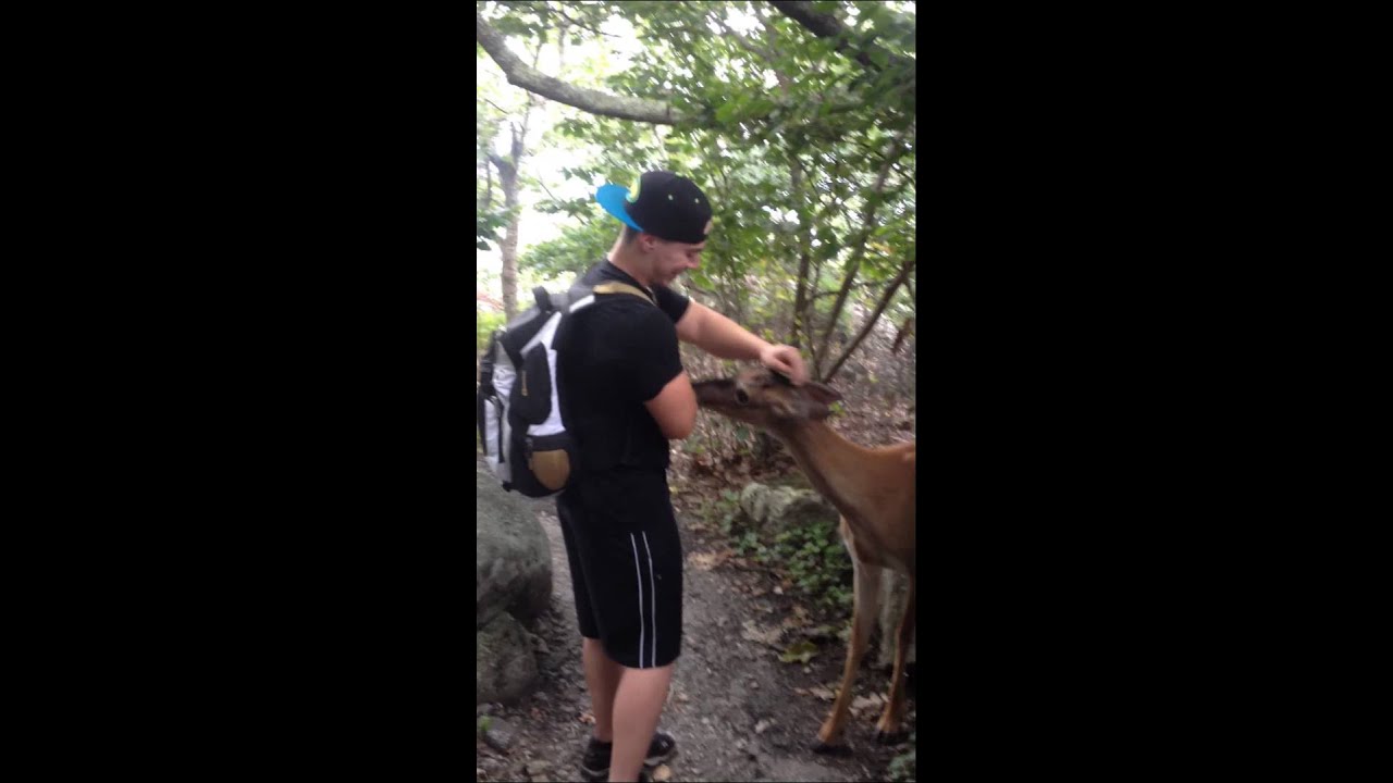 Wild deer approaches man...you won't believe what happens next! - YouTube
