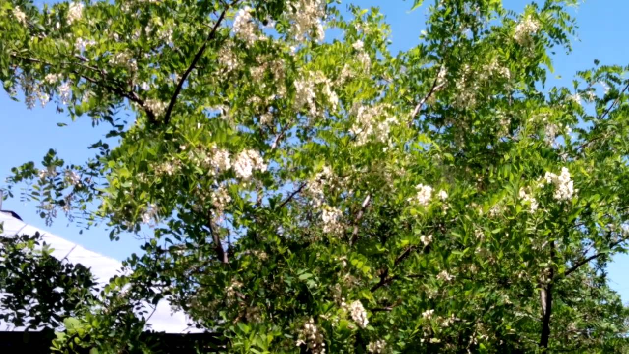 salcam inflorit - YouTube