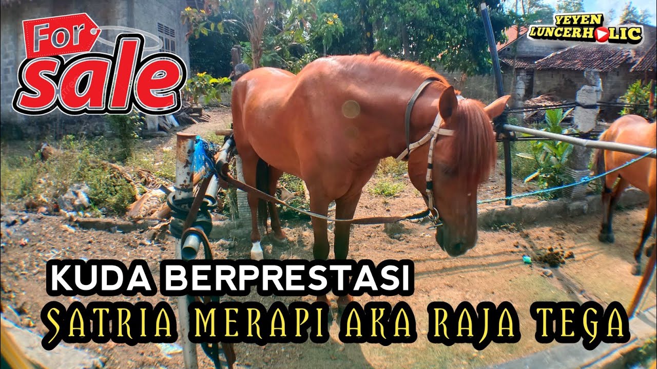 BIMA STABLE Ingin Melepas 1 Ekor Kuda Jantan 7 Tahun TB 141 CM Yang ...