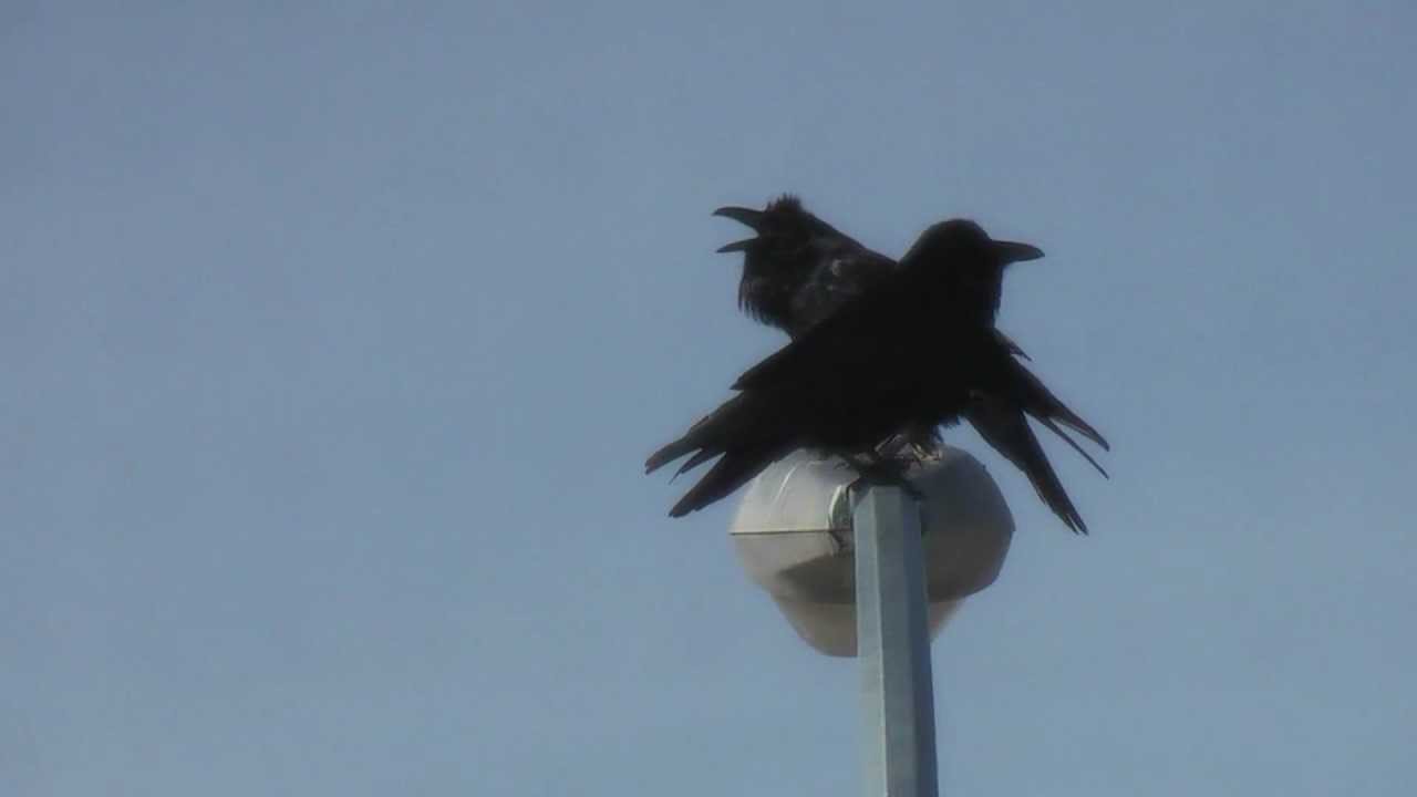 Two Ravens Talking outside of my house - YouTube