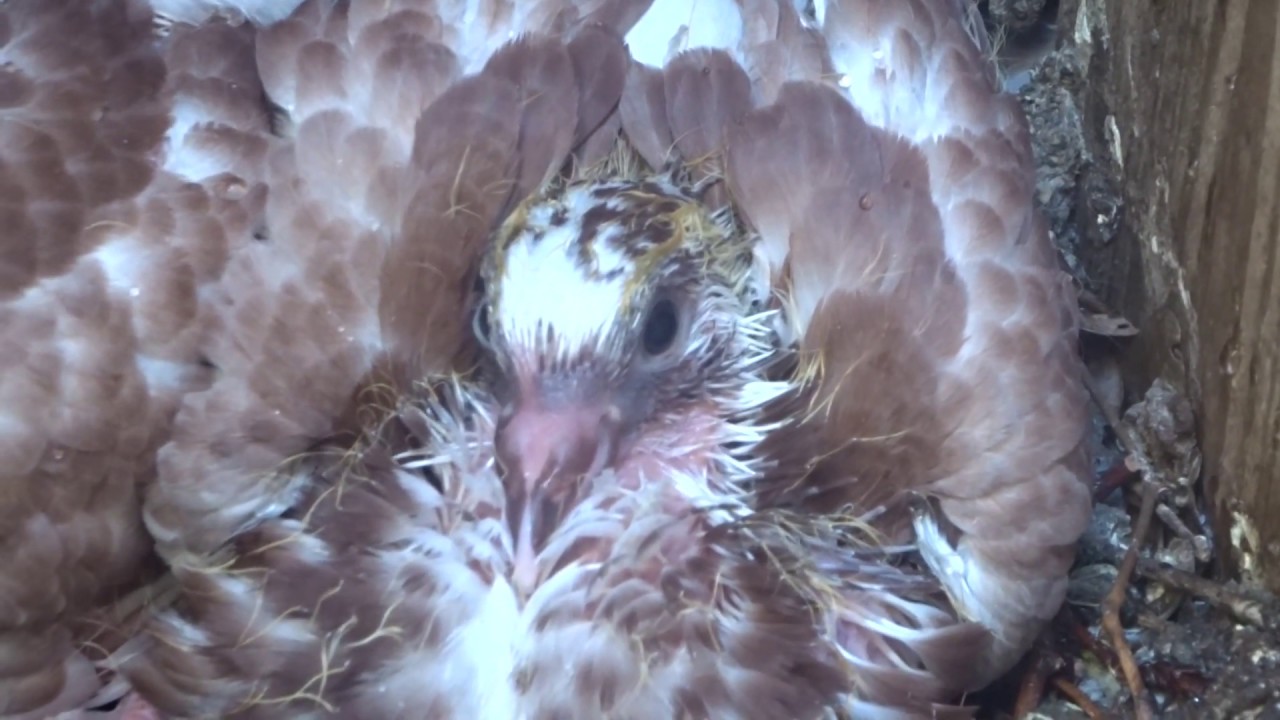 Twee jonge duiven bij ons geboren. Ongeveer 6 weken oud. 24 juni 2020 ...