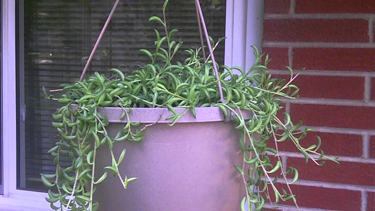String of Pearl's-- String of Banana's succulent - YouTube
