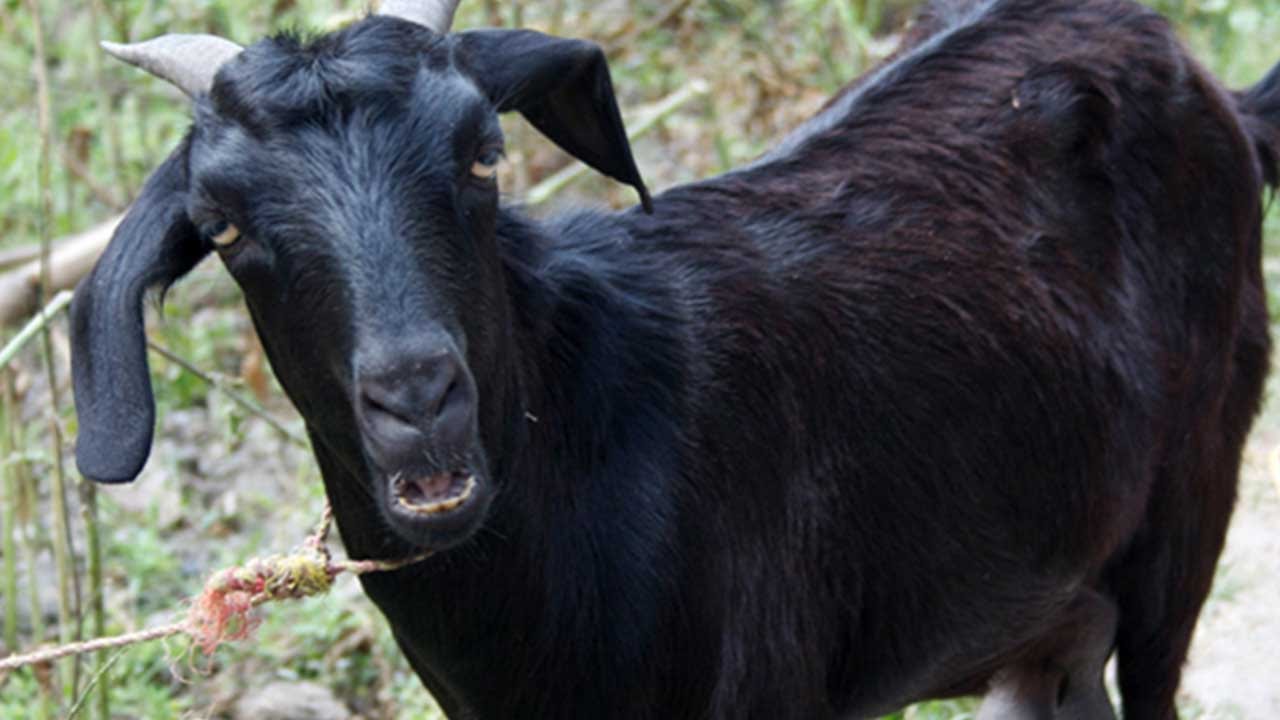 After parrot now goat arrested in Maharashtra - YouTube