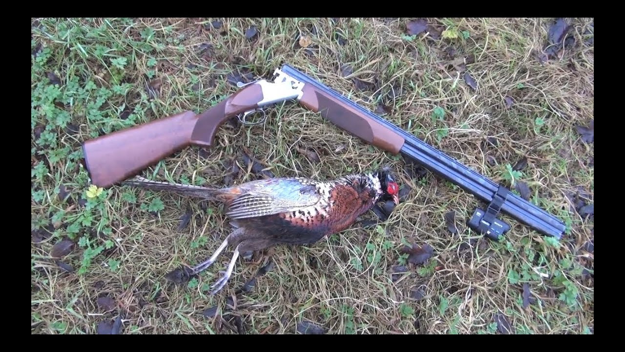 Christmas Pheasant - YouTube