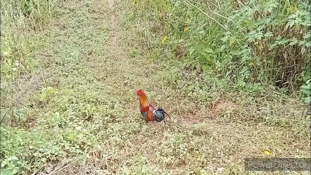 saib qaib dib qua zoo ua Kev lom zem - YouTube