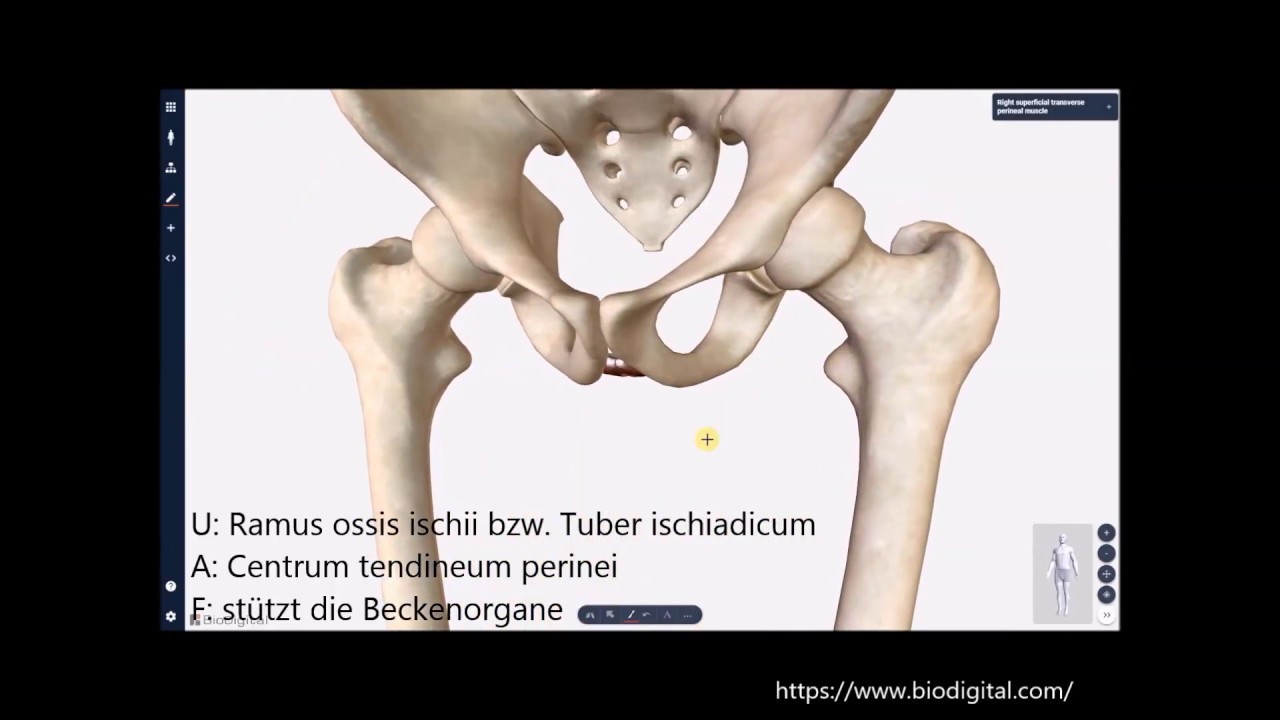 Beckenboden: M.transversus perinei superficialis - YouTube