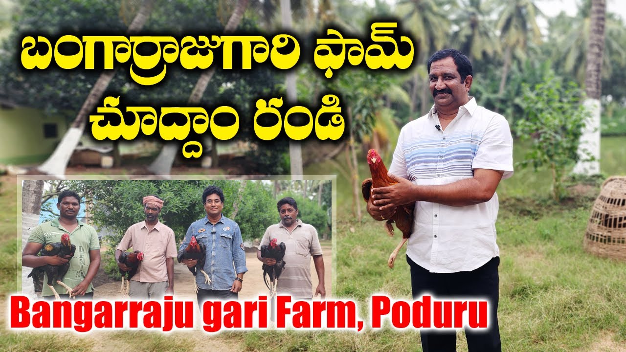 Poduru Bangarraju Gari Farm Best Farm In Poduru,Palakollu,West Godavari ...