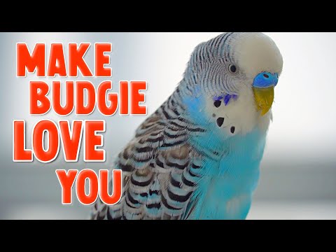 5 Ways to Make Your Budgie Love You