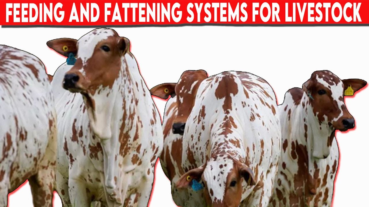 ⭕ What Are The Different Feeding And Fattening Systems For Livestock ...