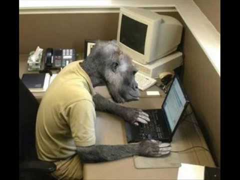 This monkey is programming - YouTube
