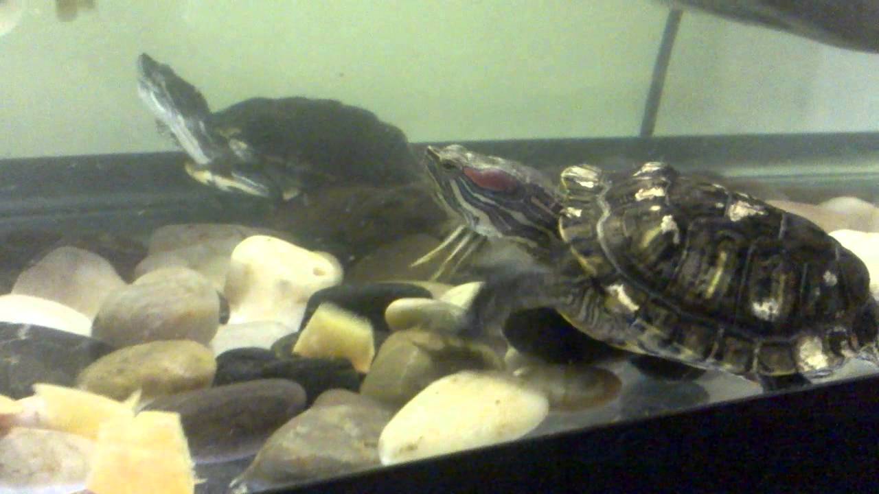 Turtles Eating Peaches Underwater - YouTube