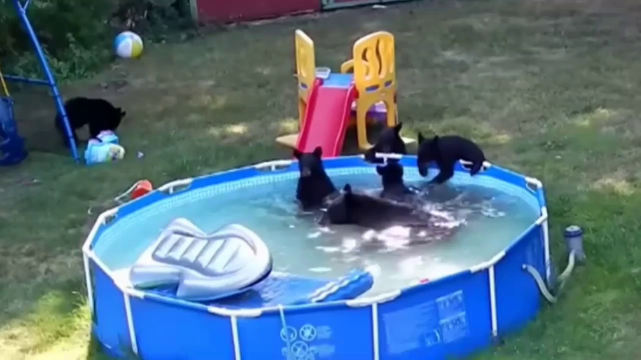 Bear Necessities To Bears Playing In Backyard Pool - YouTube