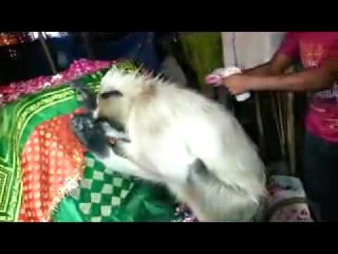 monkey pray dargah in delhi - YouTube