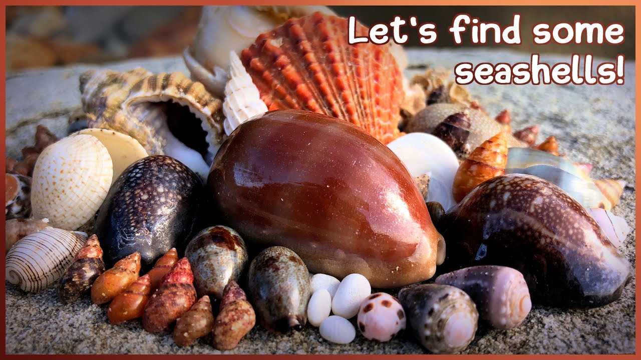 Finding Seashells at Low Tide | Big Red Carnelian Cowrie & Scallop # ...
