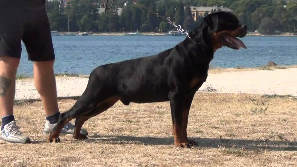 Ashke Majestic Rott 18 months - YouTube