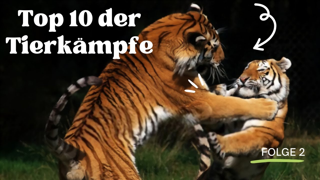 Top 10 der Tierkämpfe - YouTube
