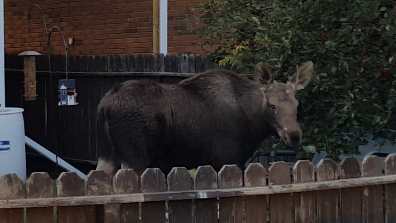 Moose on the loose - YouTube