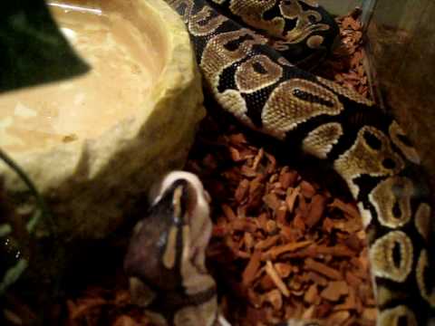 (Atlas) Ball Python Feeding Bites Himself - YouTube