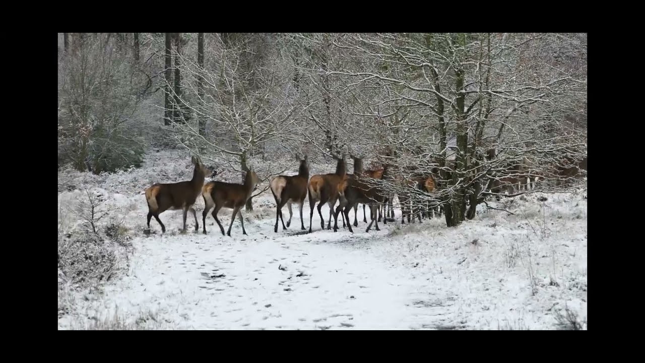 Cheetah vs Deer Fight | Cheetah Apna Shikar Kaise Karta Hai | Shorts ...