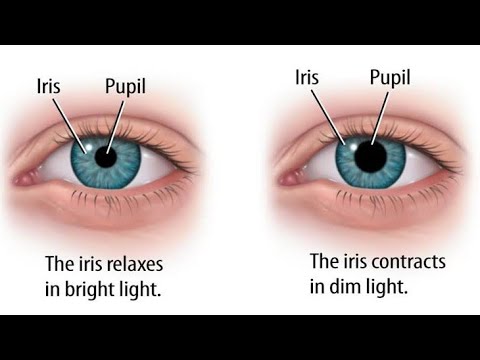 Human eyes l structure of human eye l Human eye and colorful world l ...