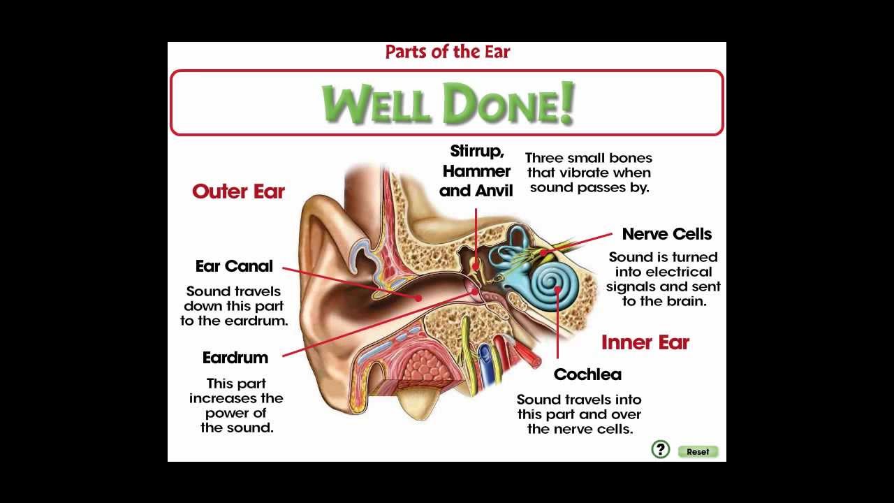 CC7550 Senses, Nervous & Respiratory Systems: Parts of the Ear Mini ...